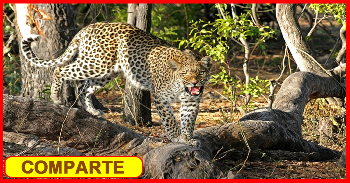 → Soñar Con Leopardo - Mensajes, Alertas E Interpretaciones