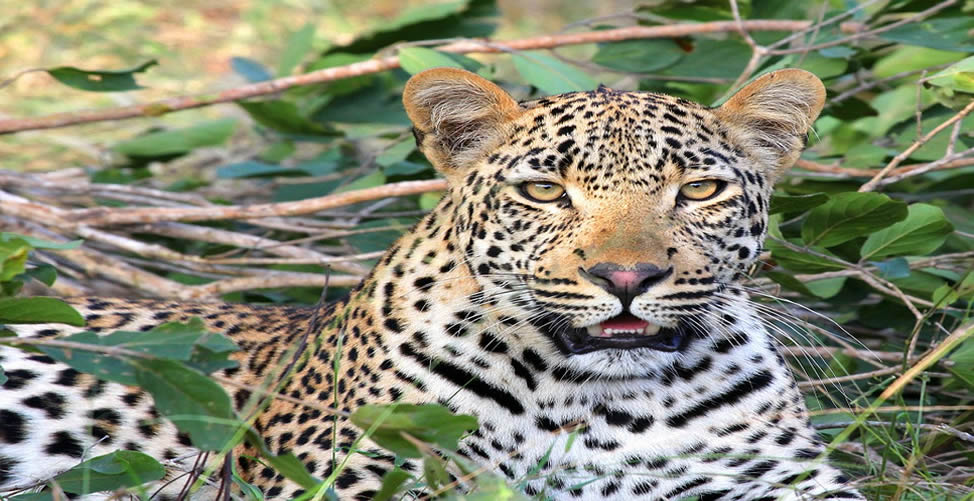 → Soñar Con Leopardo - Mensajes, Alertas E Interpretaciones